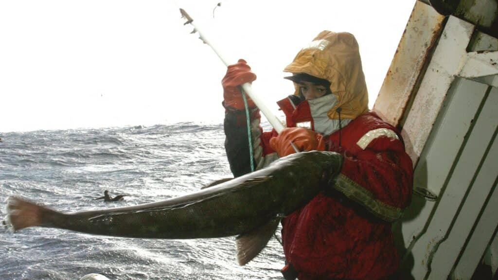 In Patagonia la pesca del pregiato austromerluzzo avrà nuove regole ...