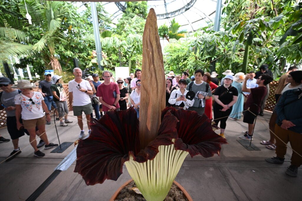 In California la rara fioritura del 'fiore cadavere': è gigante e puzza ...